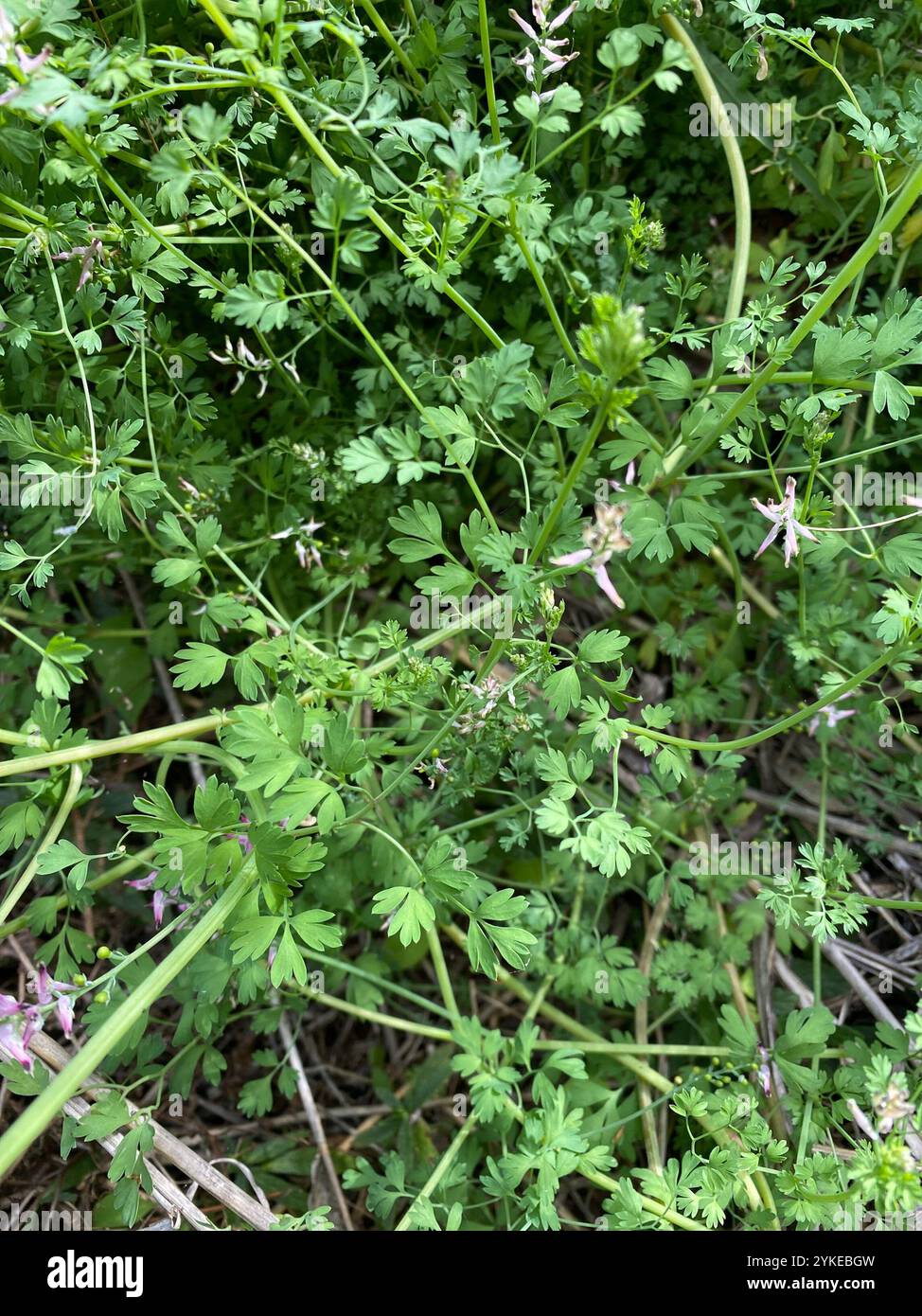 Common ramping fumitory hi-res stock photography and images - Alamy