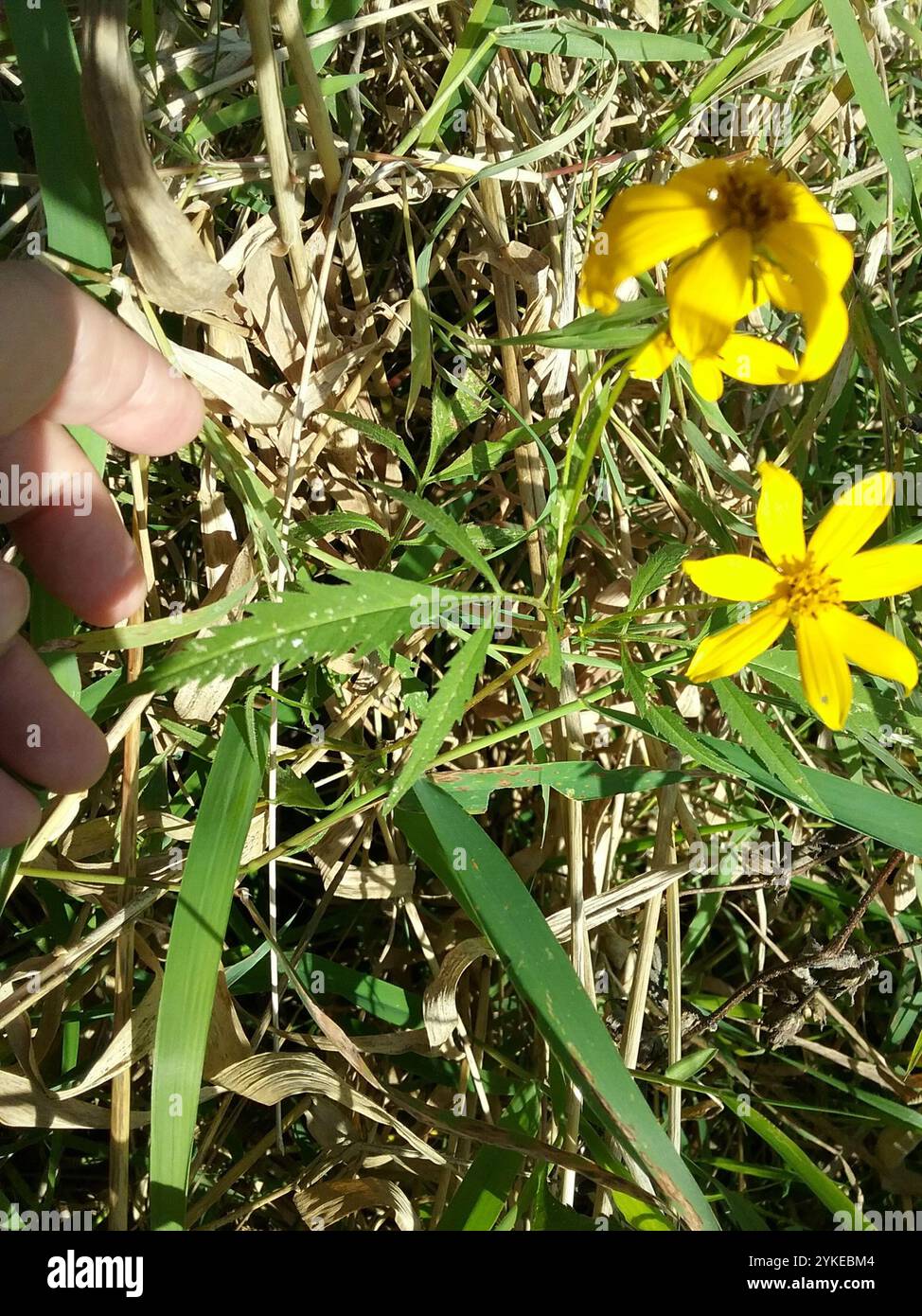 Bearded Beggarticks (Bidens aristosa Stock Photo - Alamy
