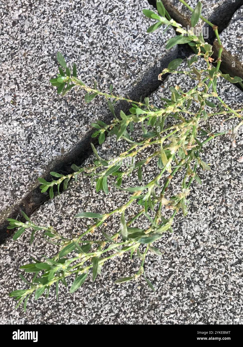 Oval Leaf Knotweed (Polygonum arenastrum Stock Photo - Alamy