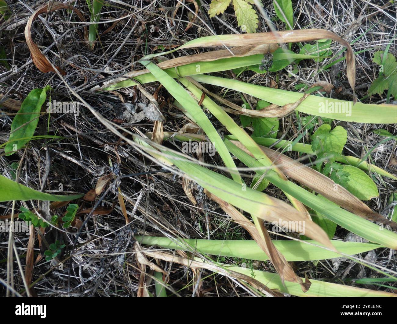 Iris aphylla hi-res stock photography and images - Alamy