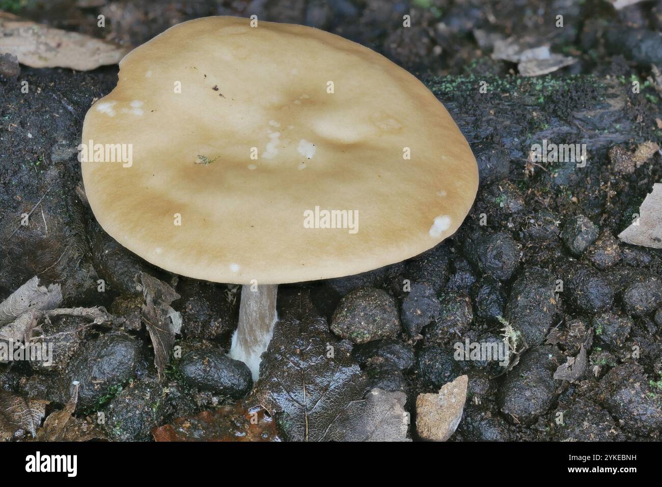 spring cavalier (Melanoleuca cognata Stock Photo - Alamy