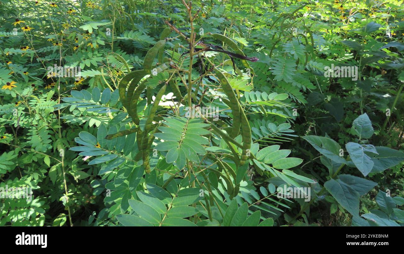 American senna (Senna hebecarpa Stock Photo - Alamy