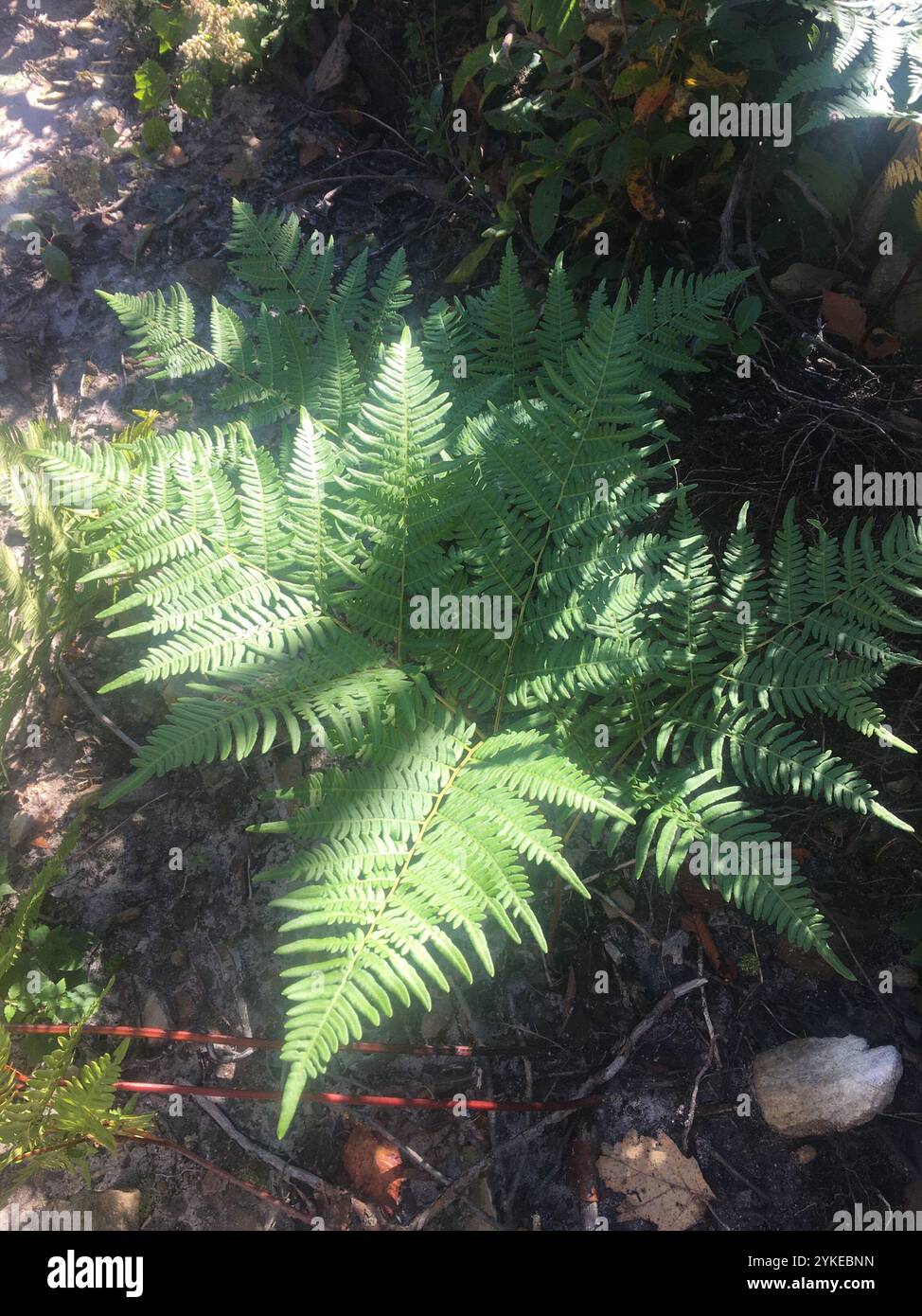 eagle fern (Pteridium aquilinum latiusculum Stock Photo - Alamy