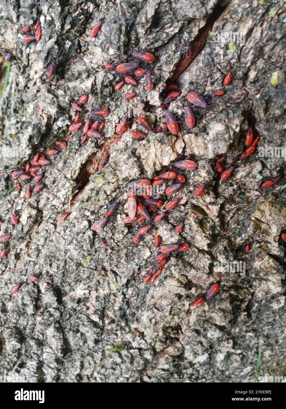 Eastern Boxelder Bug (Boisea trivittata Stock Photo - Alamy