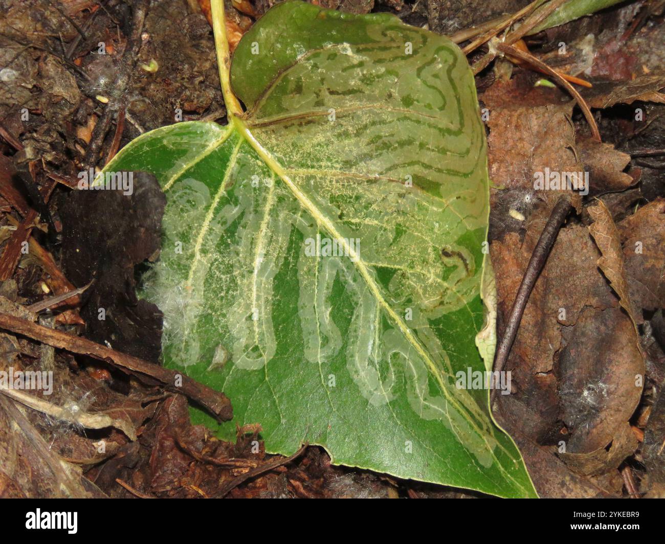 Aspen Serpentine Leafminer Moth (Phyllocnistis populiella Stock Photo ...