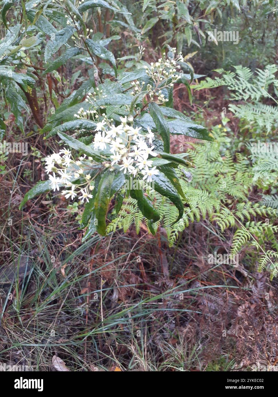 snowy daisy-bush (Olearia lirata Stock Photo - Alamy
