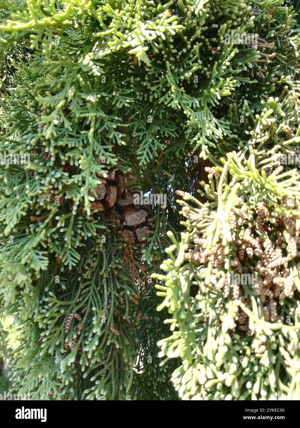 Mediterranean cypress (Cupressus sempervirens Stock Photo - Alamy
