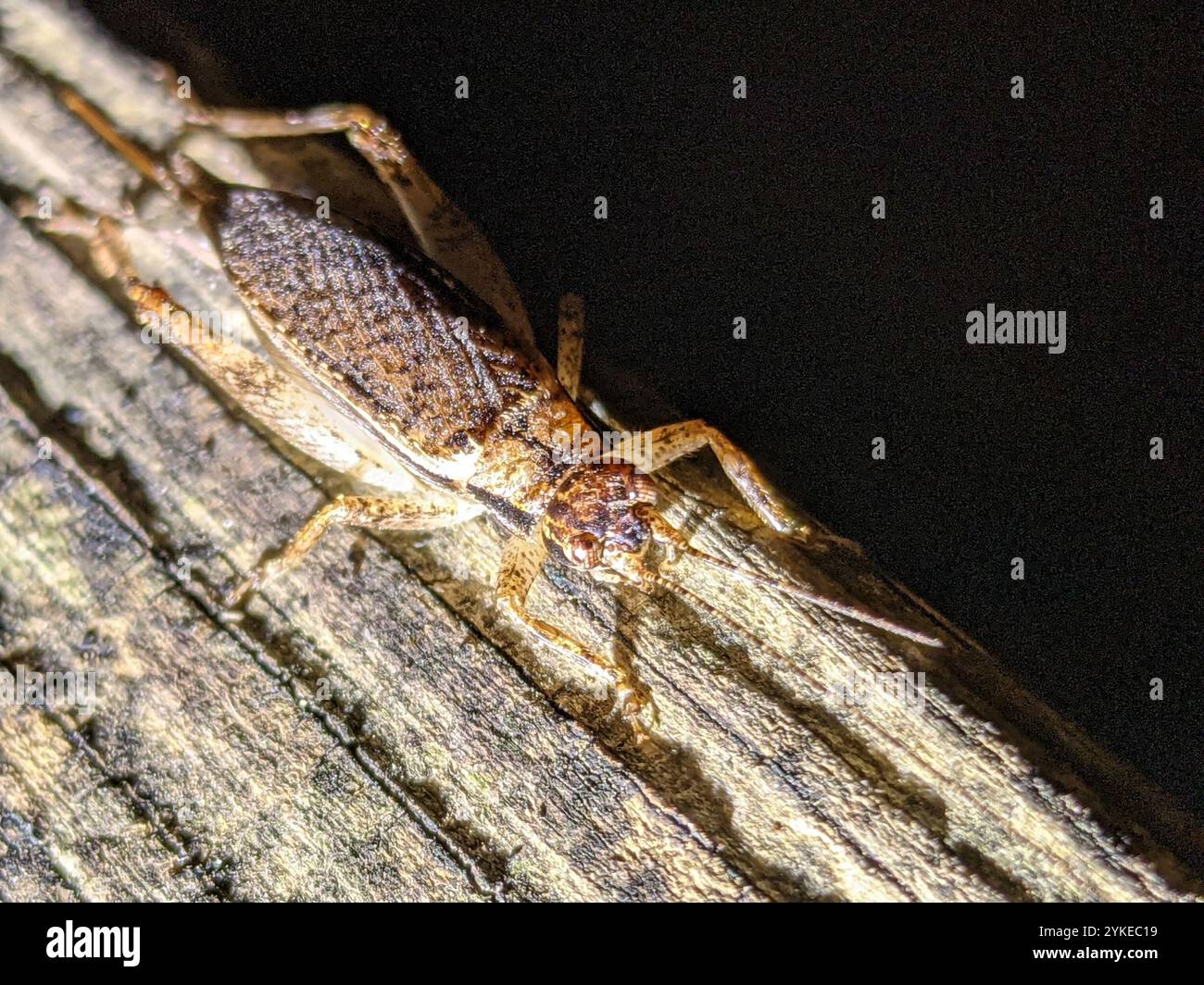 Hapithus hi-res stock photography and images - Alamy