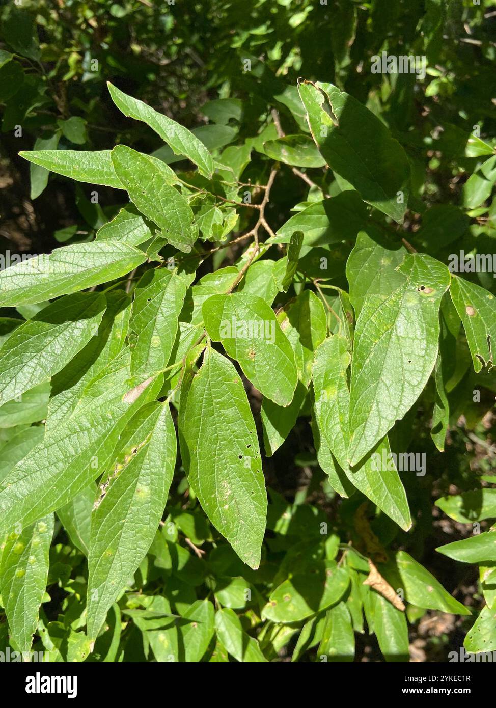 sugar hackberry (Celtis laevigata Stock Photo - Alamy