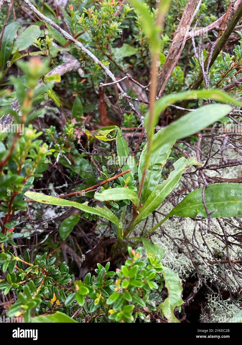 Creeping Aster (Eurybia surculosa Stock Photo - Alamy