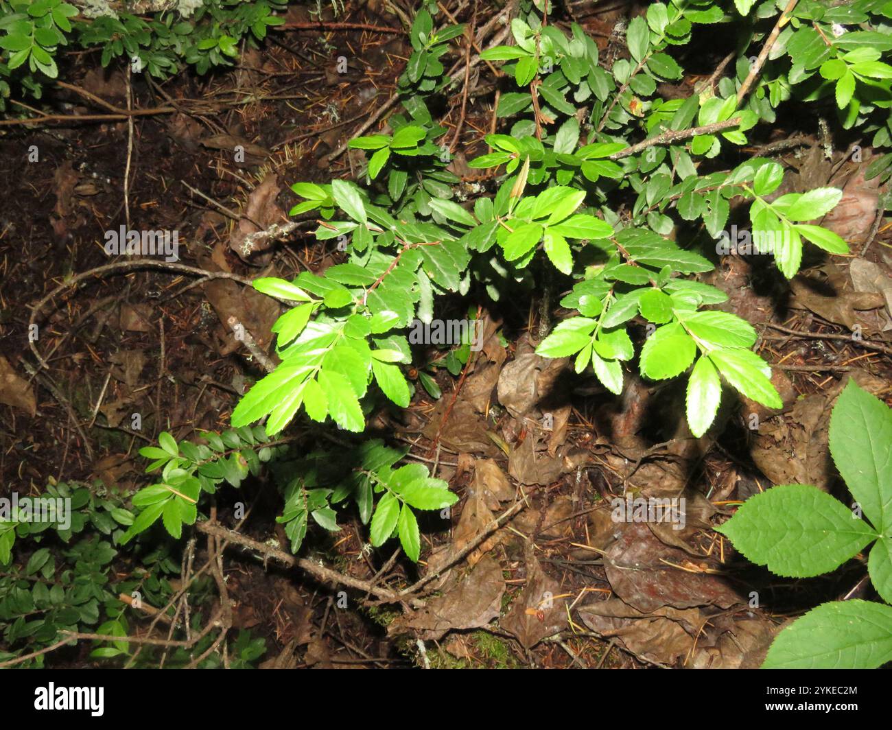 Oregon Boxwood (Paxistima myrsinites Stock Photo - Alamy