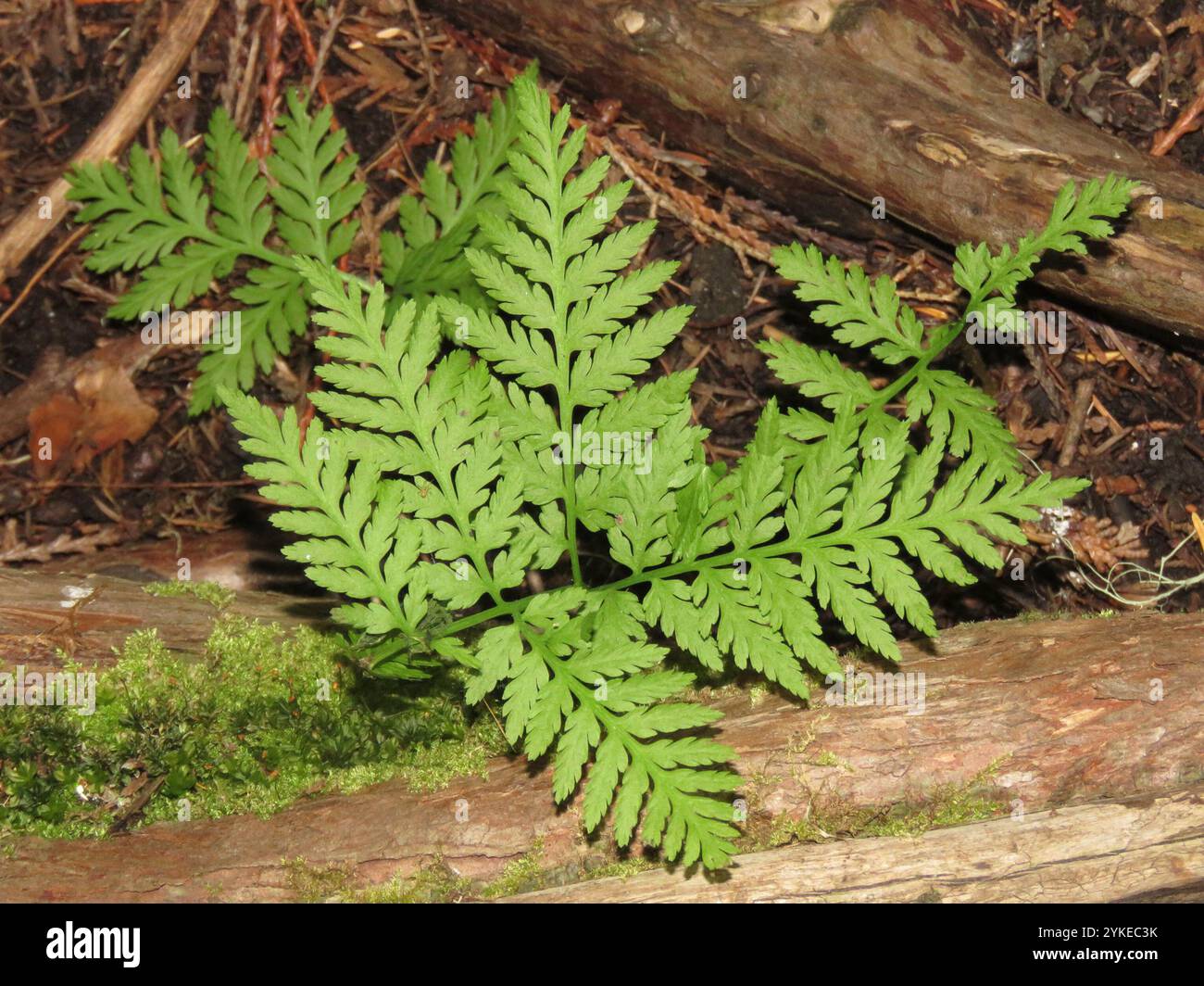 rattlesnake fern (Botrypus virginianus Stock Photo - Alamy