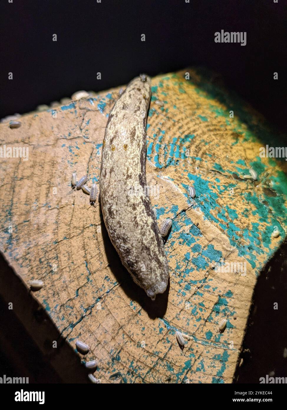 Changeable Mantleslug (Megapallifera mutabilis Stock Photo - Alamy