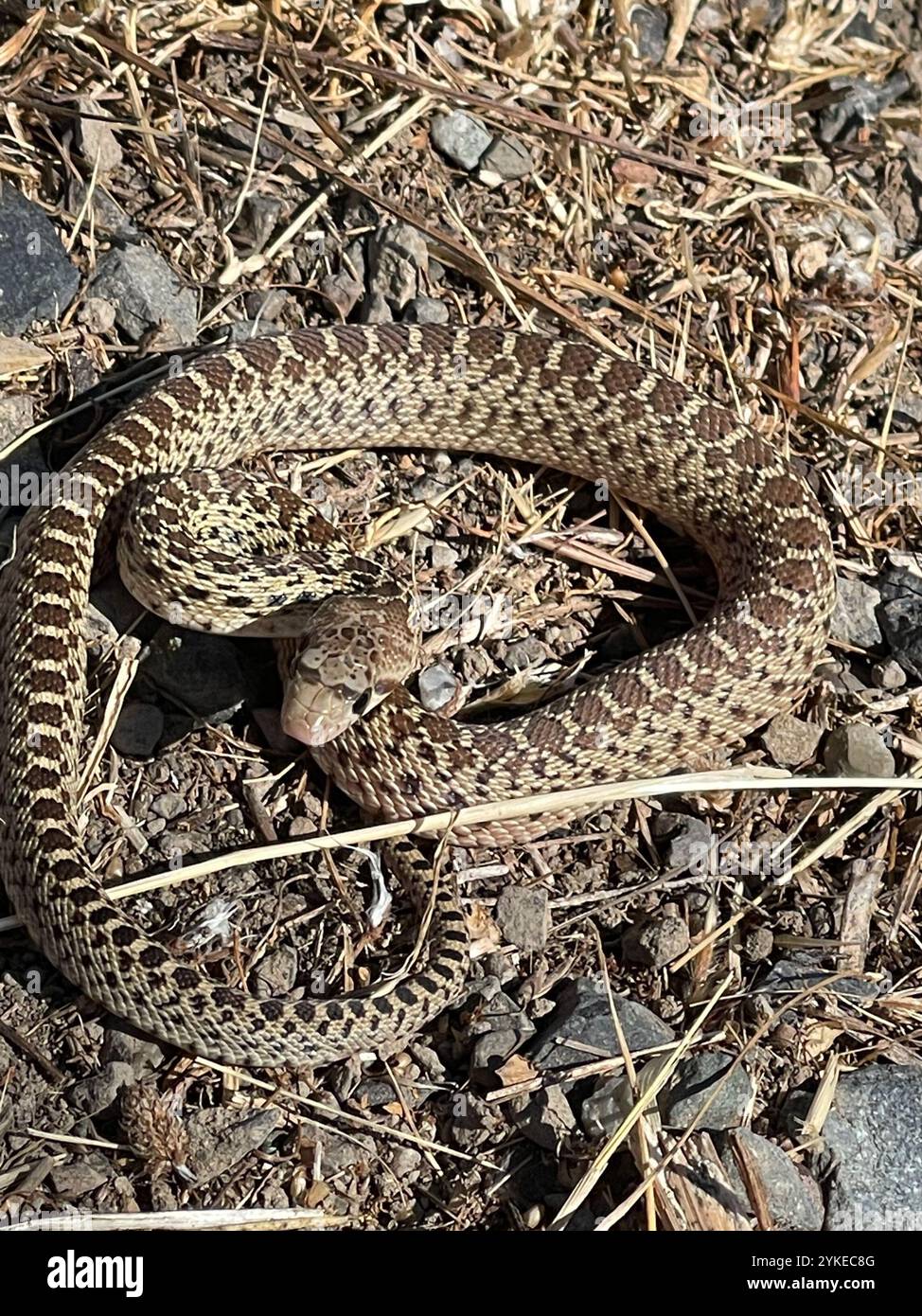 Pacific Gopher Snake (Pituophis catenifer catenifer Stock Photo - Alamy