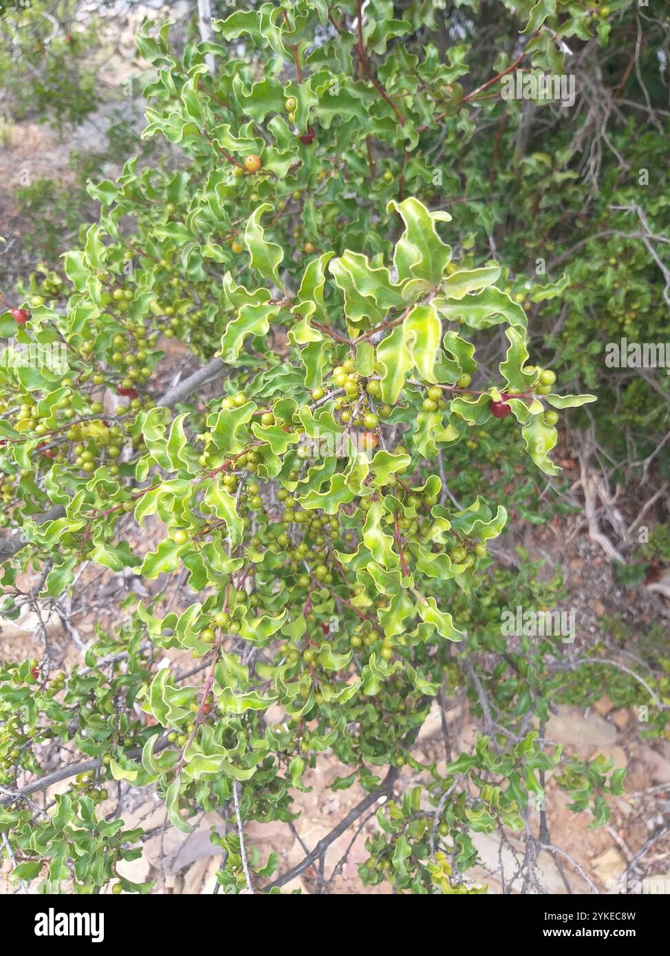 Gwarrie (Euclea undulata Stock Photo - Alamy