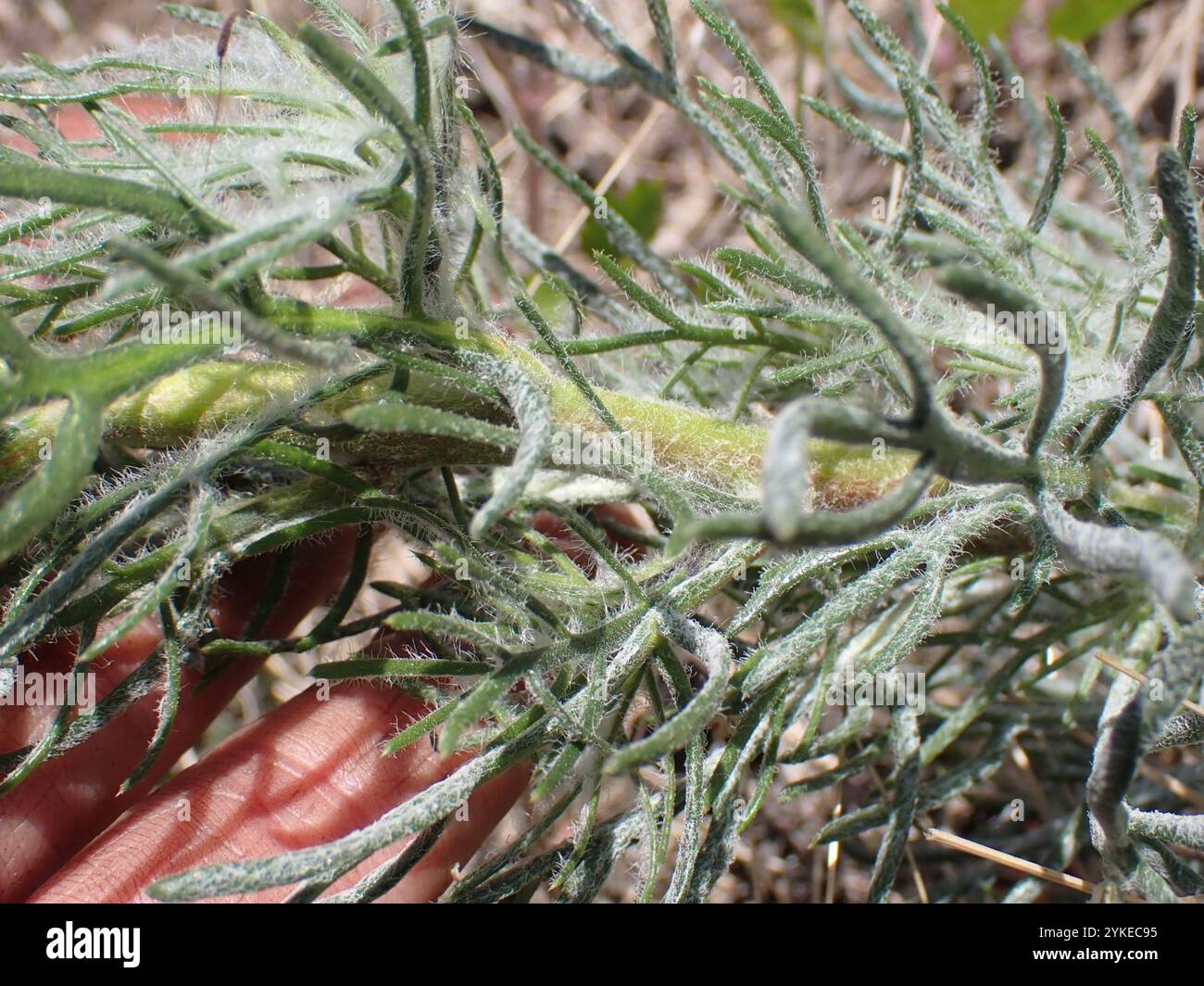 Scarlet Gilia (Ipomopsis aggregata Stock Photo - Alamy