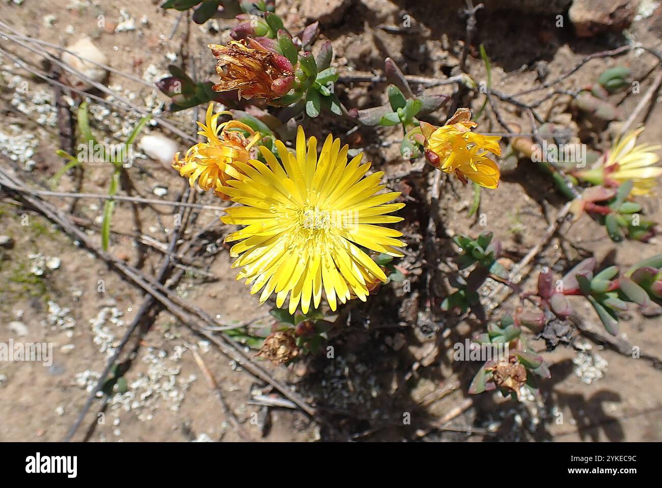 Hairless Brightfig (Lampranthus glaucus Stock Photo - Alamy