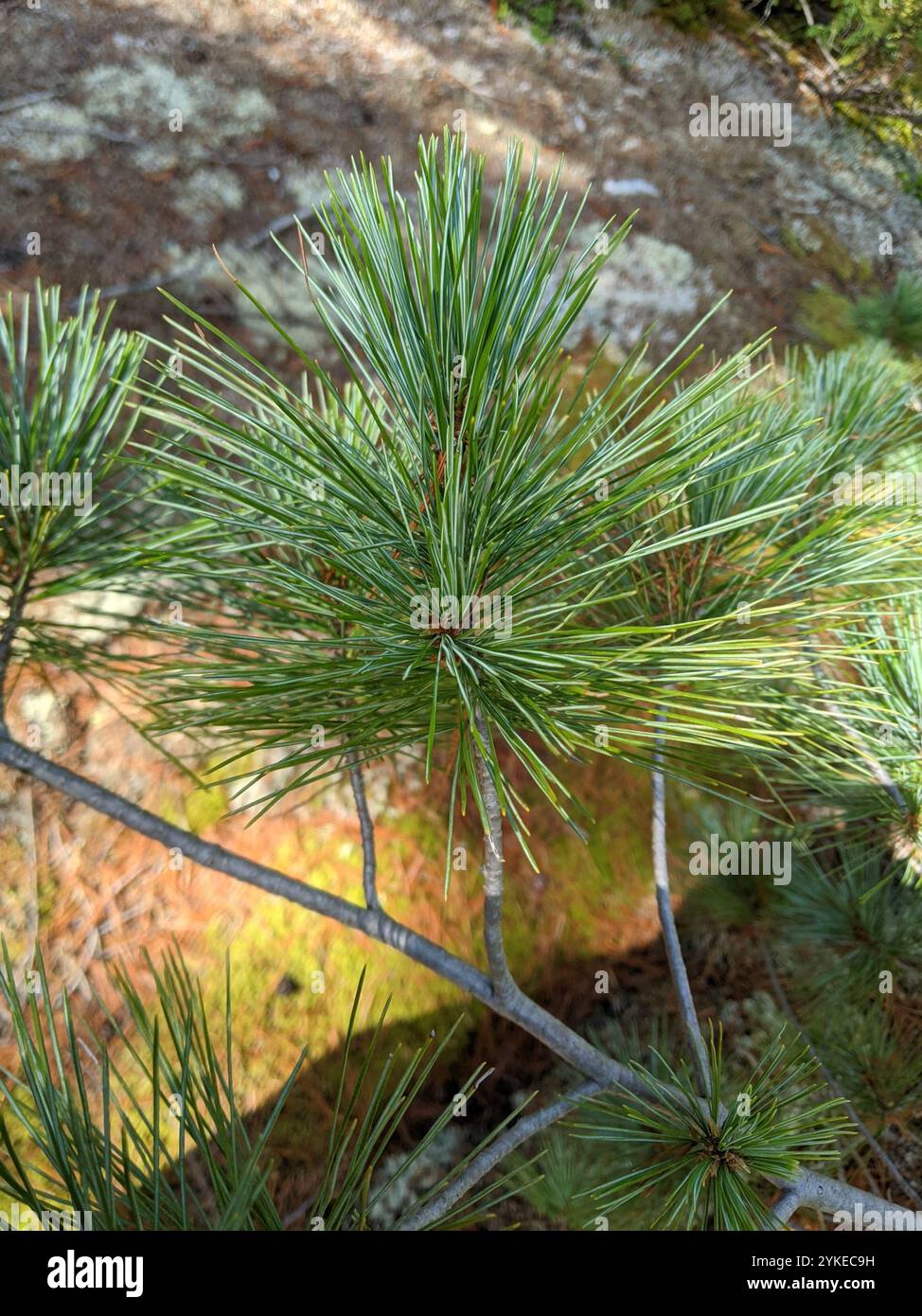 western white pine (Pinus monticola Stock Photo - Alamy