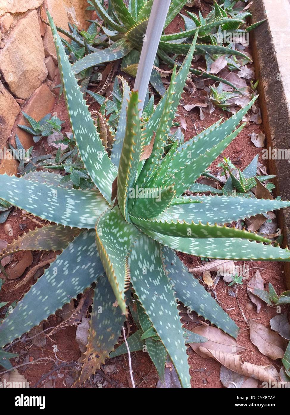 soap aloe (Aloe maculata Stock Photo - Alamy