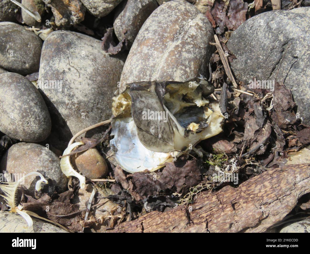 Common Suckers (Catostomus Stock Photo - Alamy