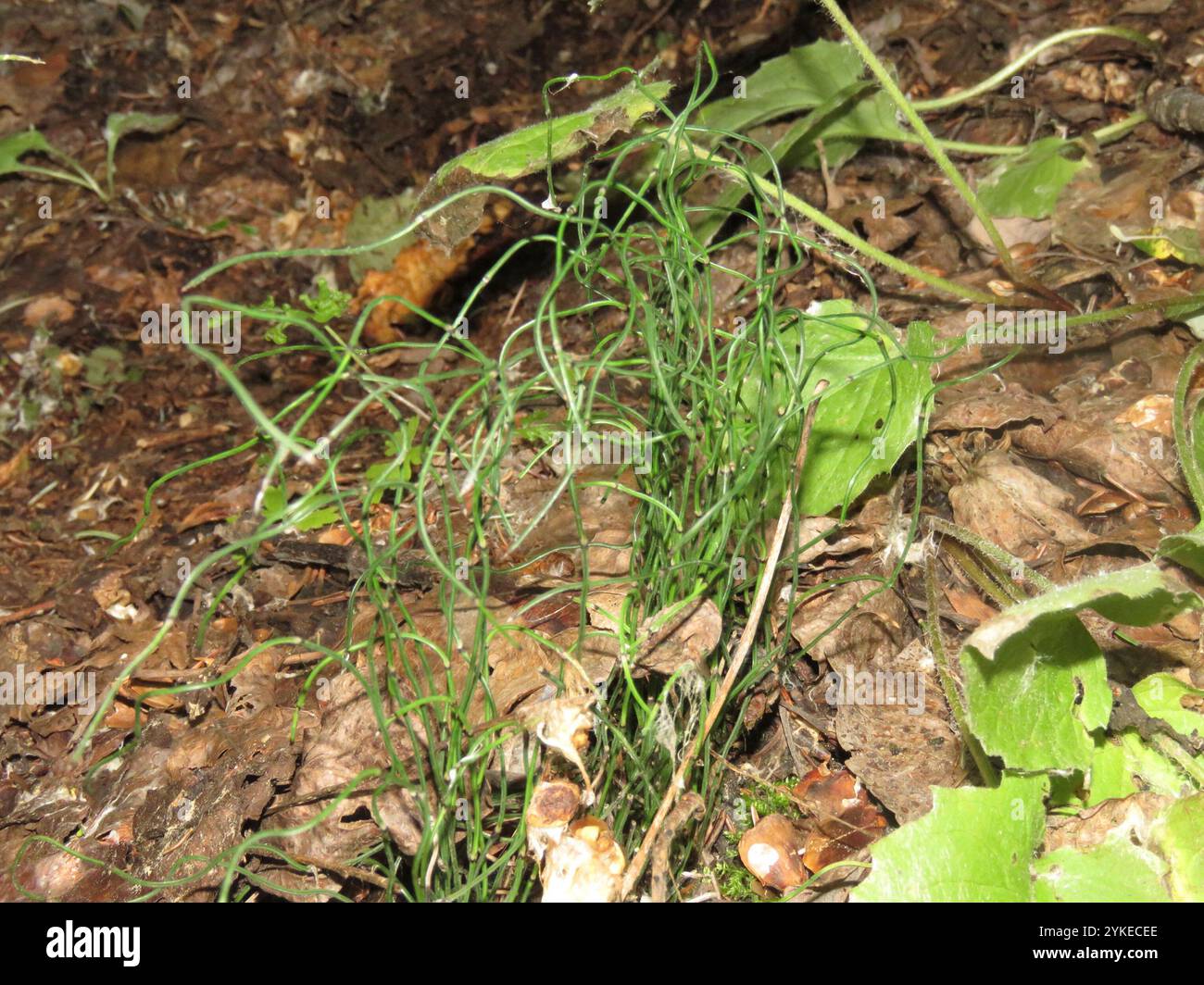 dwarf horsetail (Equisetum scirpoides Stock Photo - Alamy