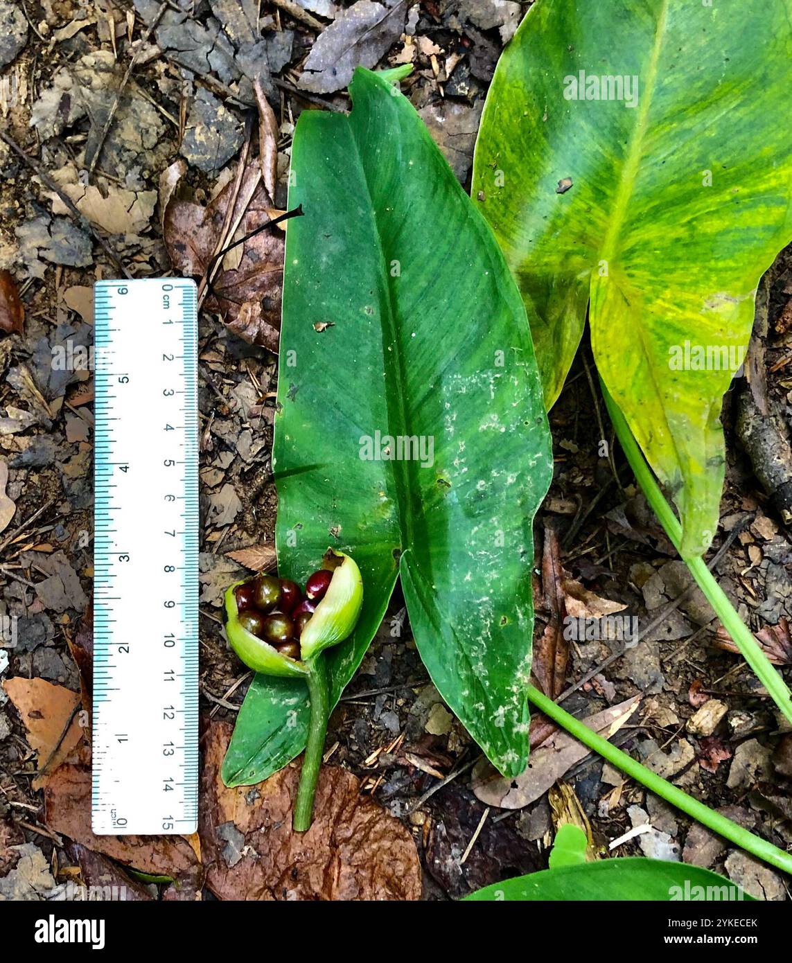 Green Arrow Arum (Peltandra virginica Stock Photo - Alamy
