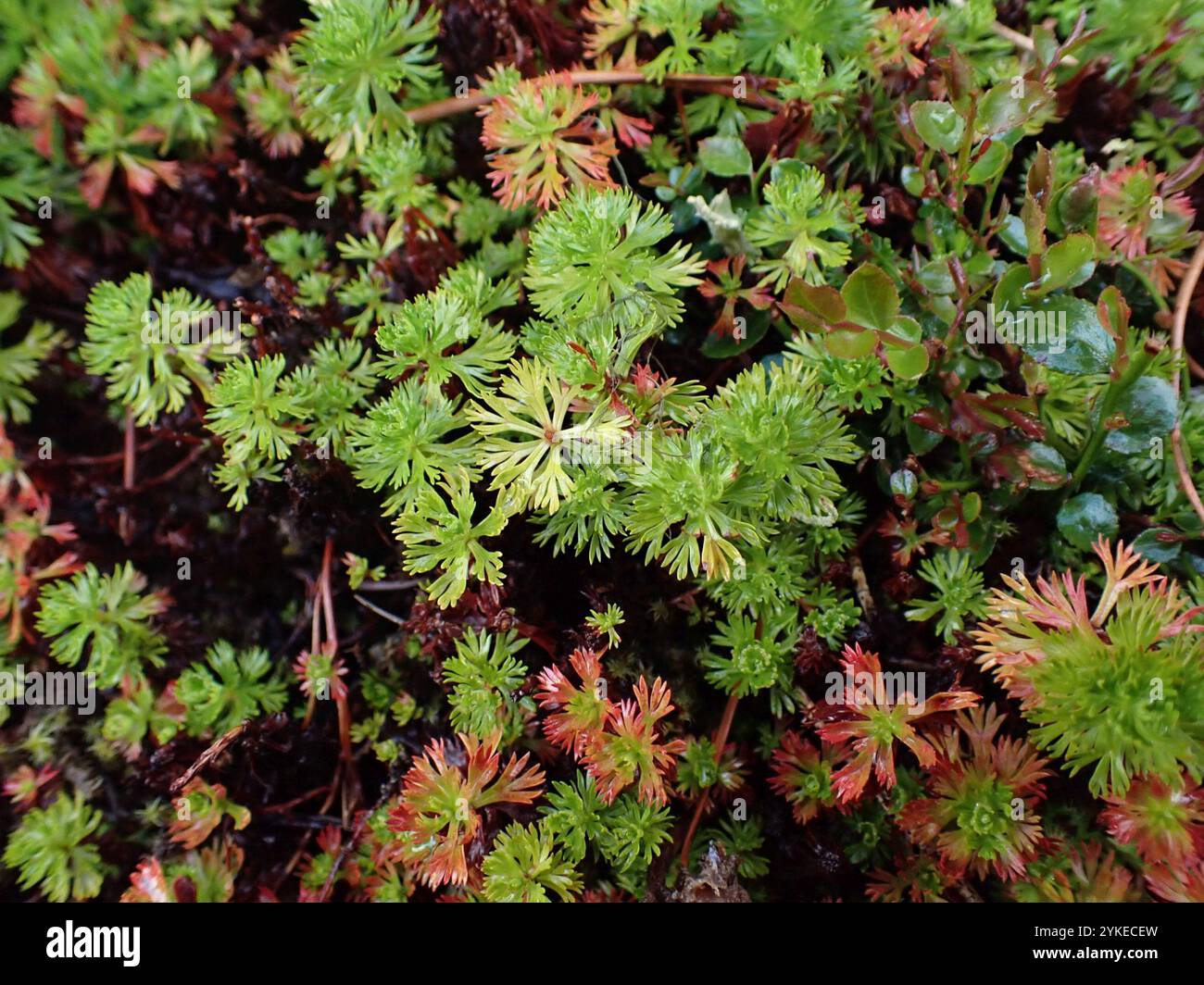 Partridgefoot (Luetkea pectinata Stock Photo - Alamy
