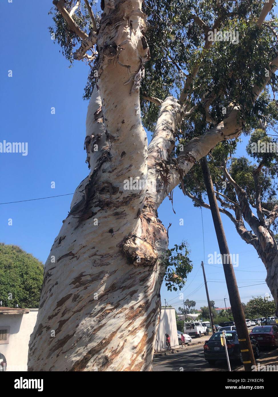 sugar gum (Eucalyptus cladocalyx Stock Photo - Alamy