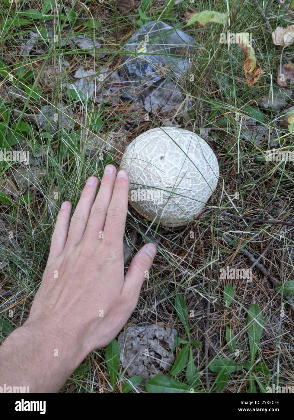 Western Giant Puffball (Calvatia booniana Stock Photo - Alamy