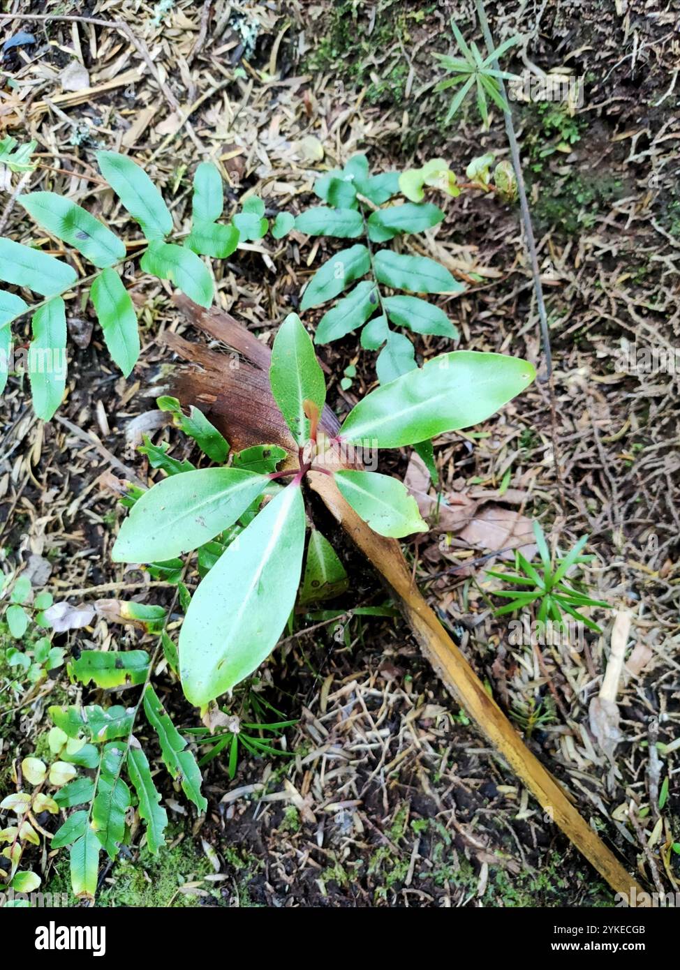 Lowland Horopito (Pseudowintera axillaris Stock Photo - Alamy