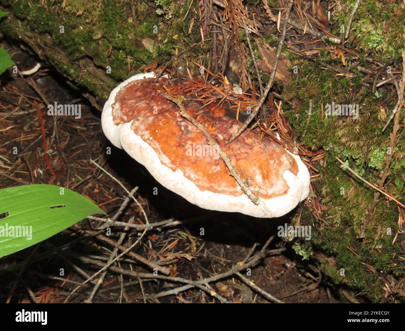 Northern Red Belt (Fomitopsis mounceae Stock Photo - Alamy