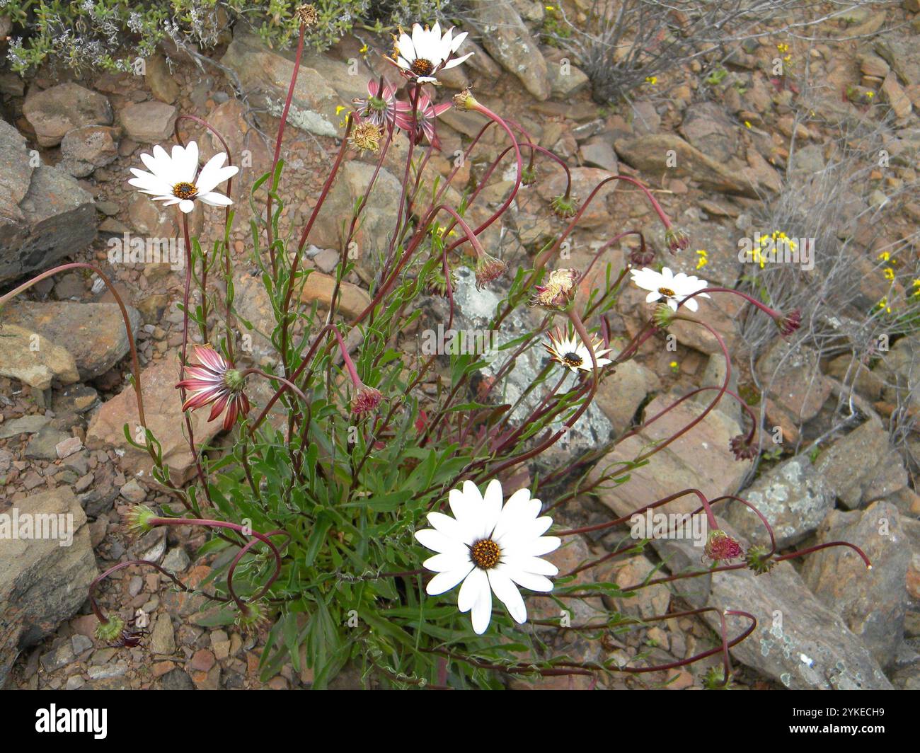 African oxeye (Dimorphotheca nudicaulis Stock Photo - Alamy