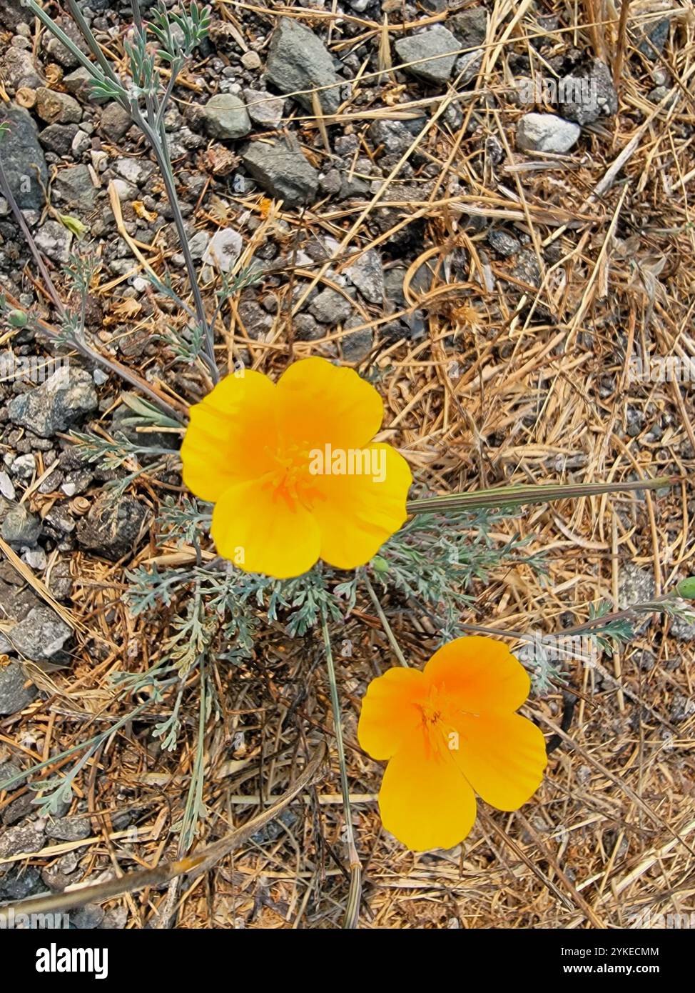 Desert Poppies (Eschscholzia Stock Photo - Alamy