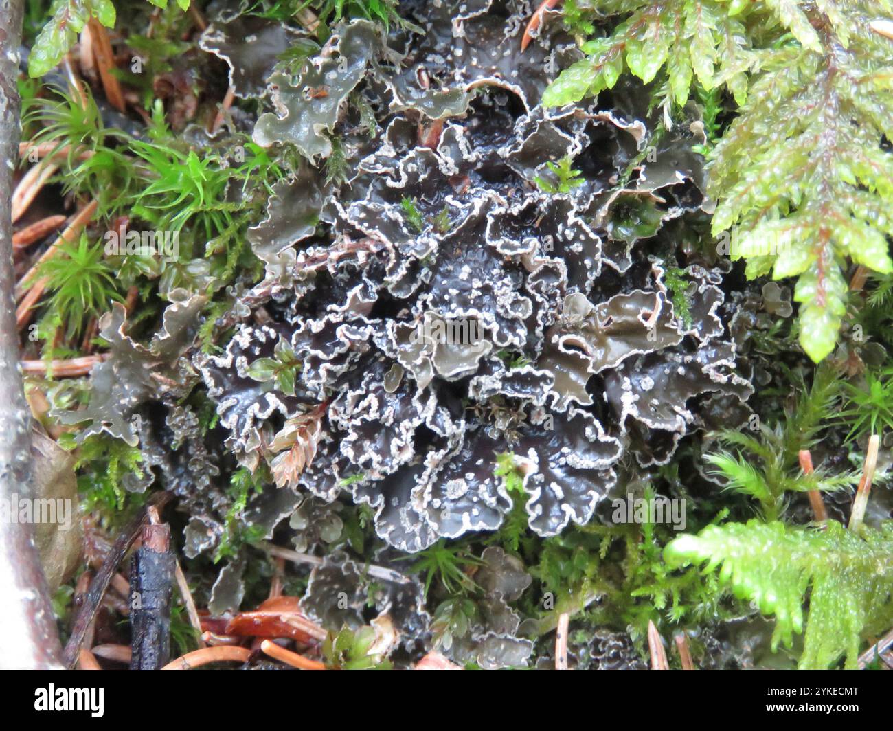 tree pelt lichen (Peltigera collina Stock Photo - Alamy