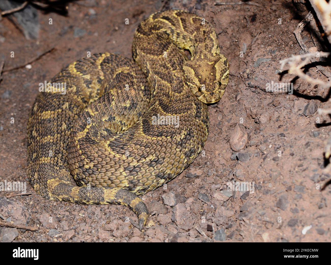 Puff Adder (Bitis arietans Stock Photo - Alamy