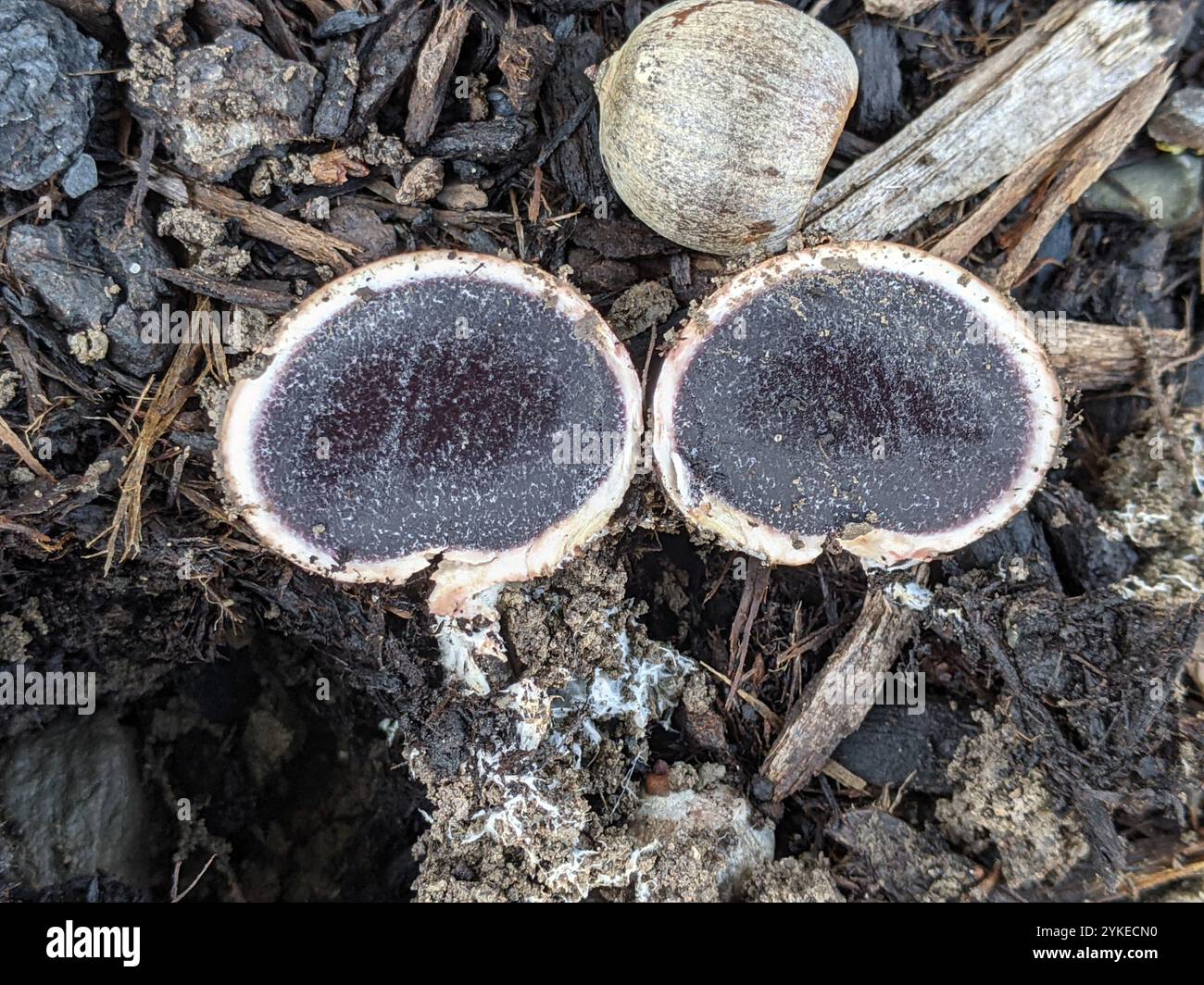 Onion Earthball (Scleroderma cepa Stock Photo - Alamy