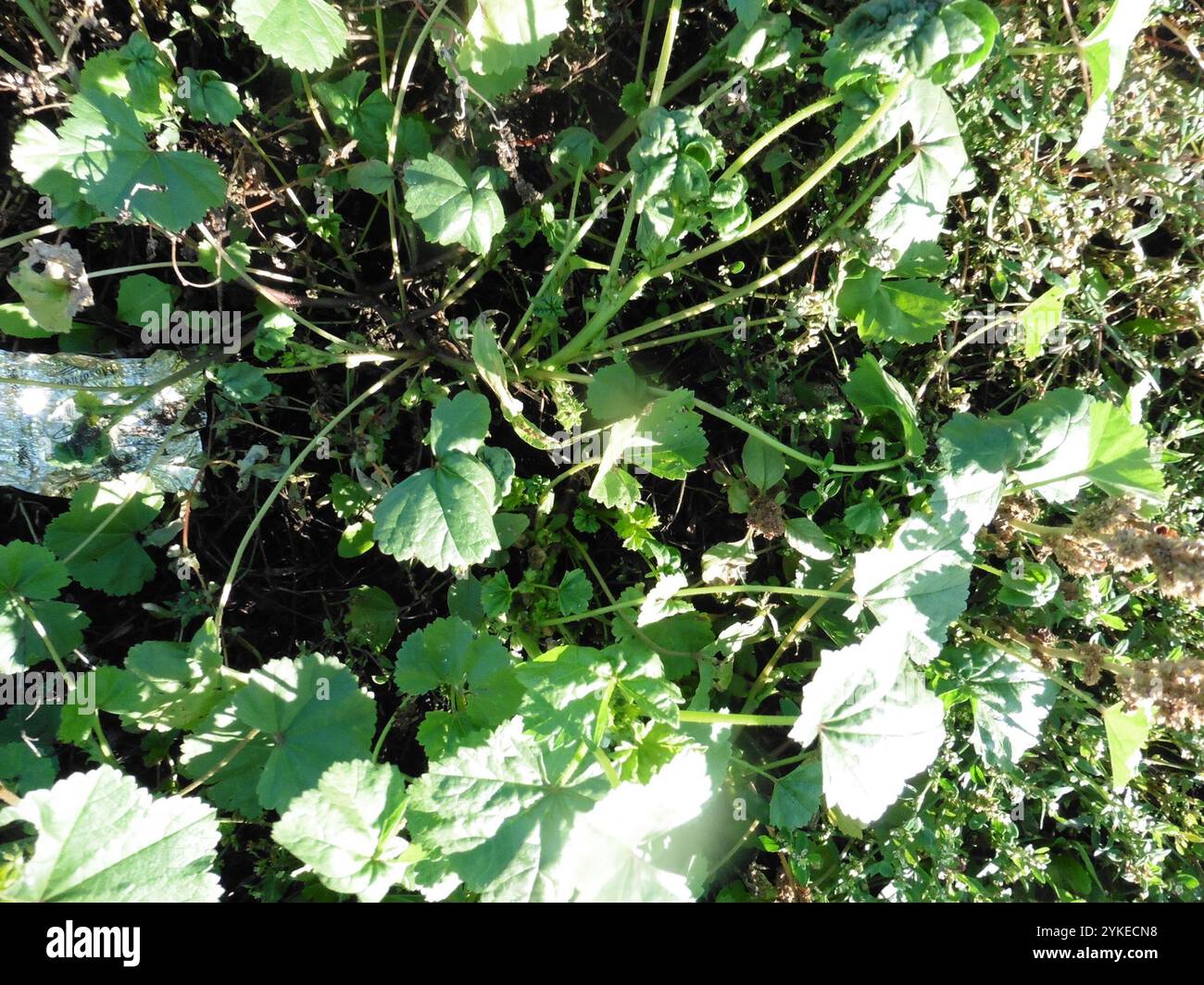 Small Mallow (Malva pusilla Stock Photo - Alamy