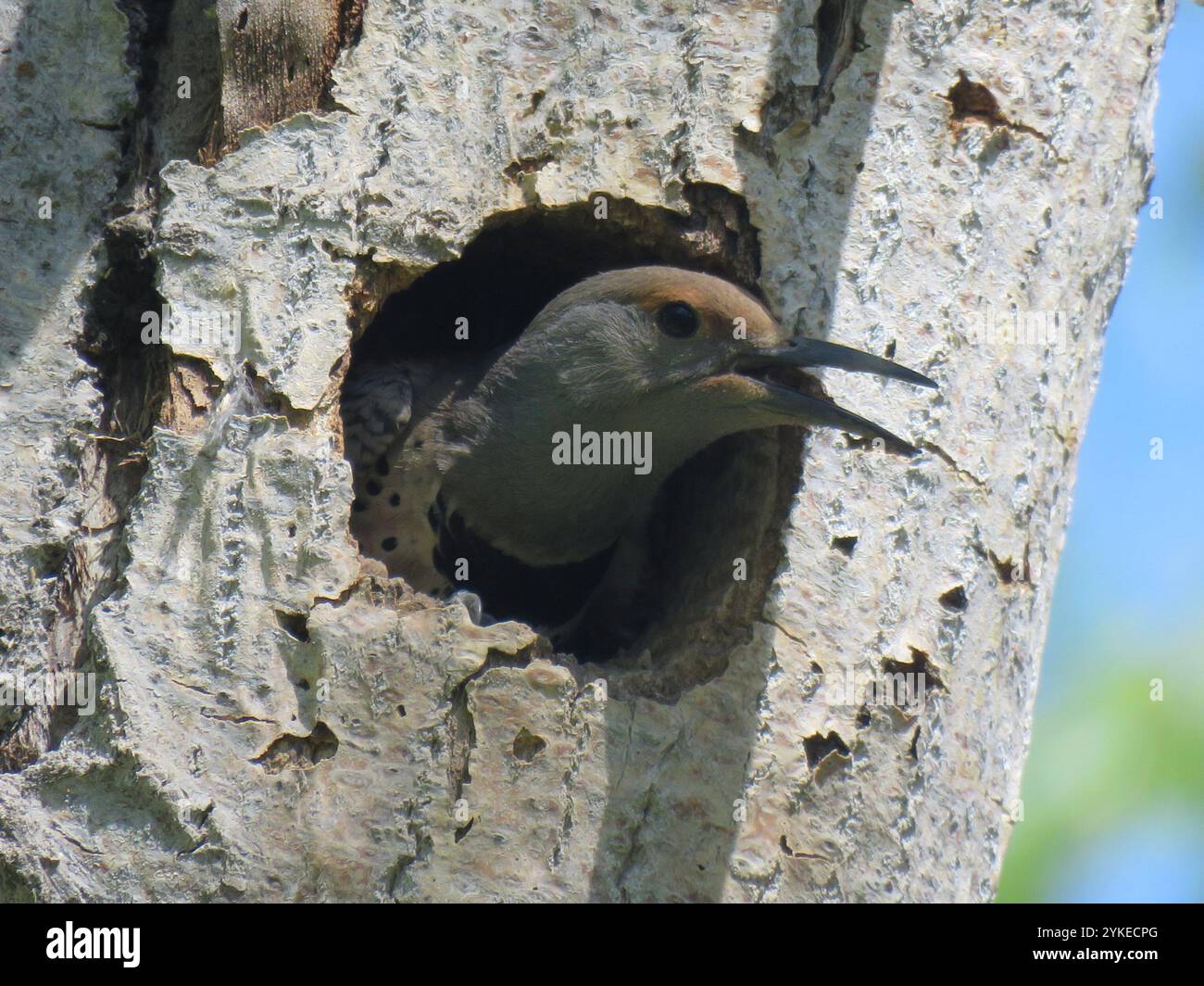 Northern Flicker (Colaptes auratus Stock Photo - Alamy