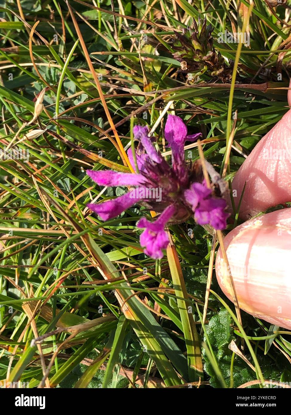 common hedge-nettle (Betonica officinalis Stock Photo - Alamy
