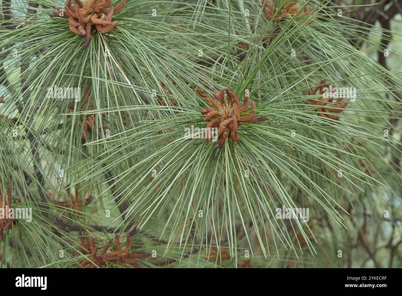 Ponderosa Pine (Pinus ponderosa Stock Photo - Alamy