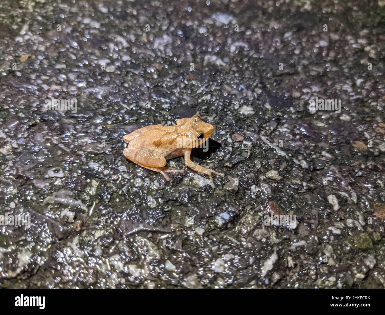 Spring Peeper (Pseudacris crucifer Stock Photo - Alamy