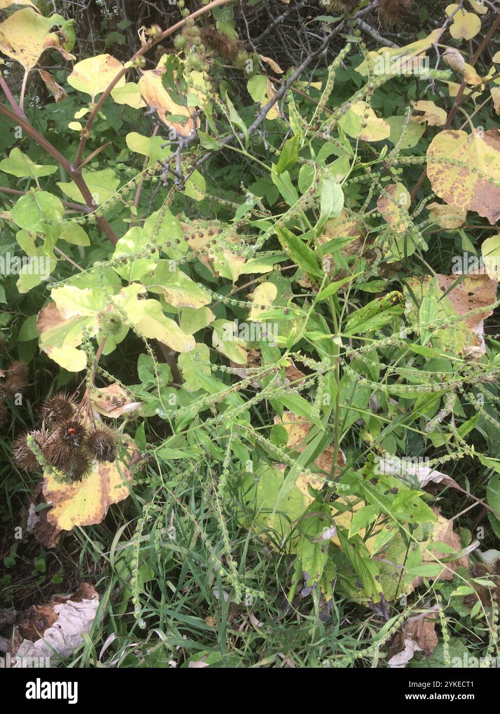 virginia stickseed (Hackelia virginiana Stock Photo - Alamy