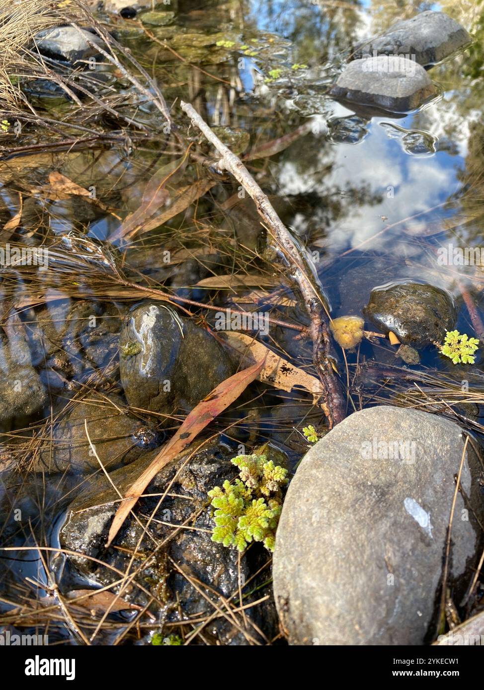Red Azolla (Azolla rubra Stock Photo - Alamy