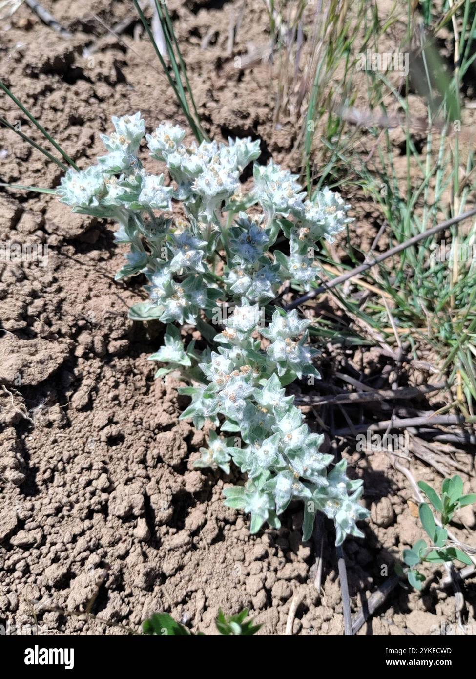 western marsh cudweed (Gnaphalium palustre Stock Photo - Alamy