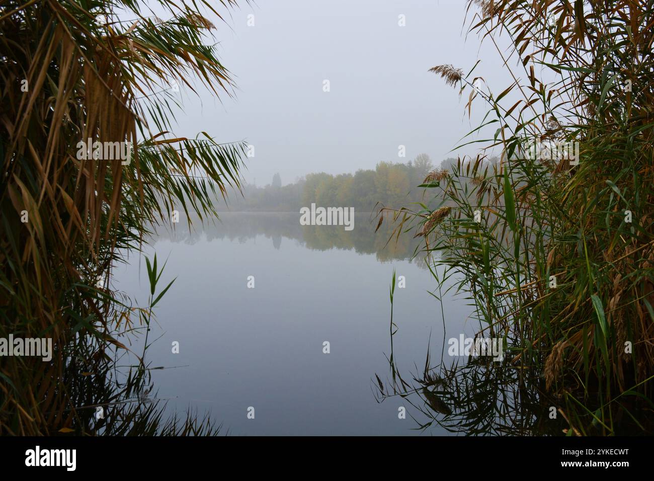 Vivid nature, large bushes of green, yellow reeds growing in a lake ...
