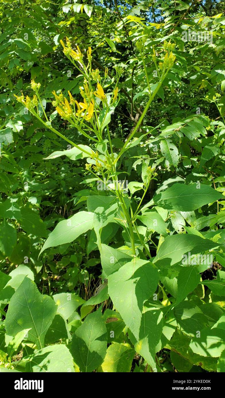 Yellow Crownbeard (Verbesina occidentalis Stock Photo - Alamy
