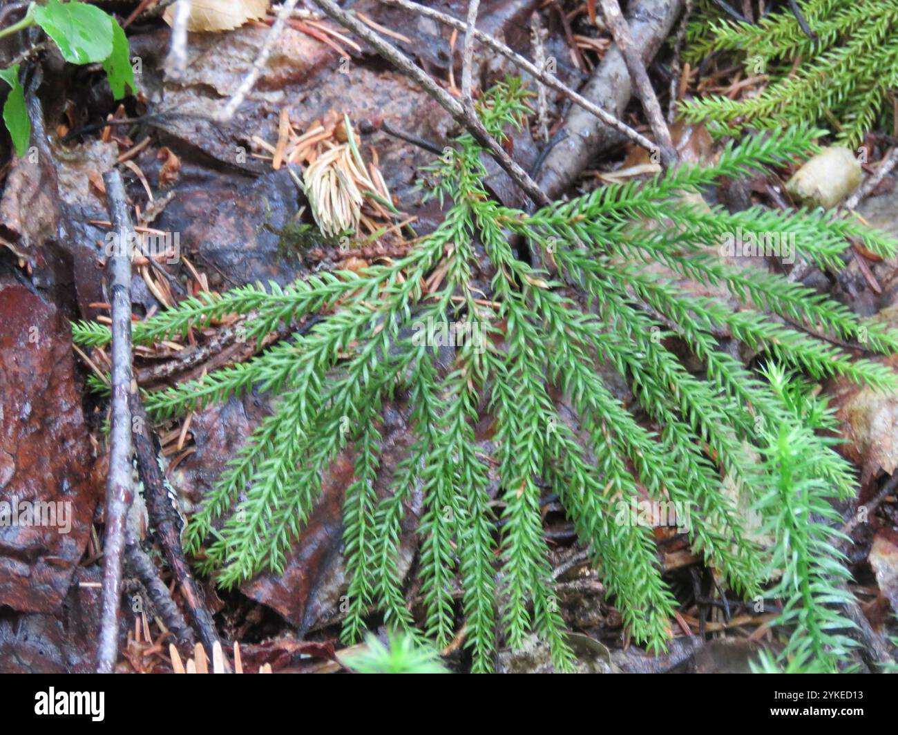 prickly tree-clubmoss (Dendrolycopodium dendroideum Stock Photo - Alamy