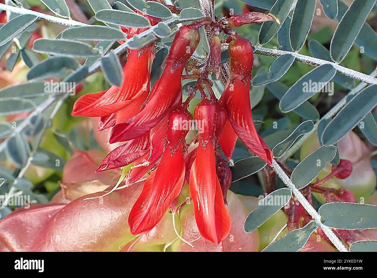 cancer bush (Lessertia frutescens Stock Photo - Alamy