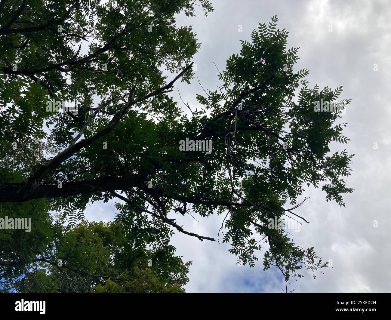 Butternut (Juglans cinerea Stock Photo - Alamy