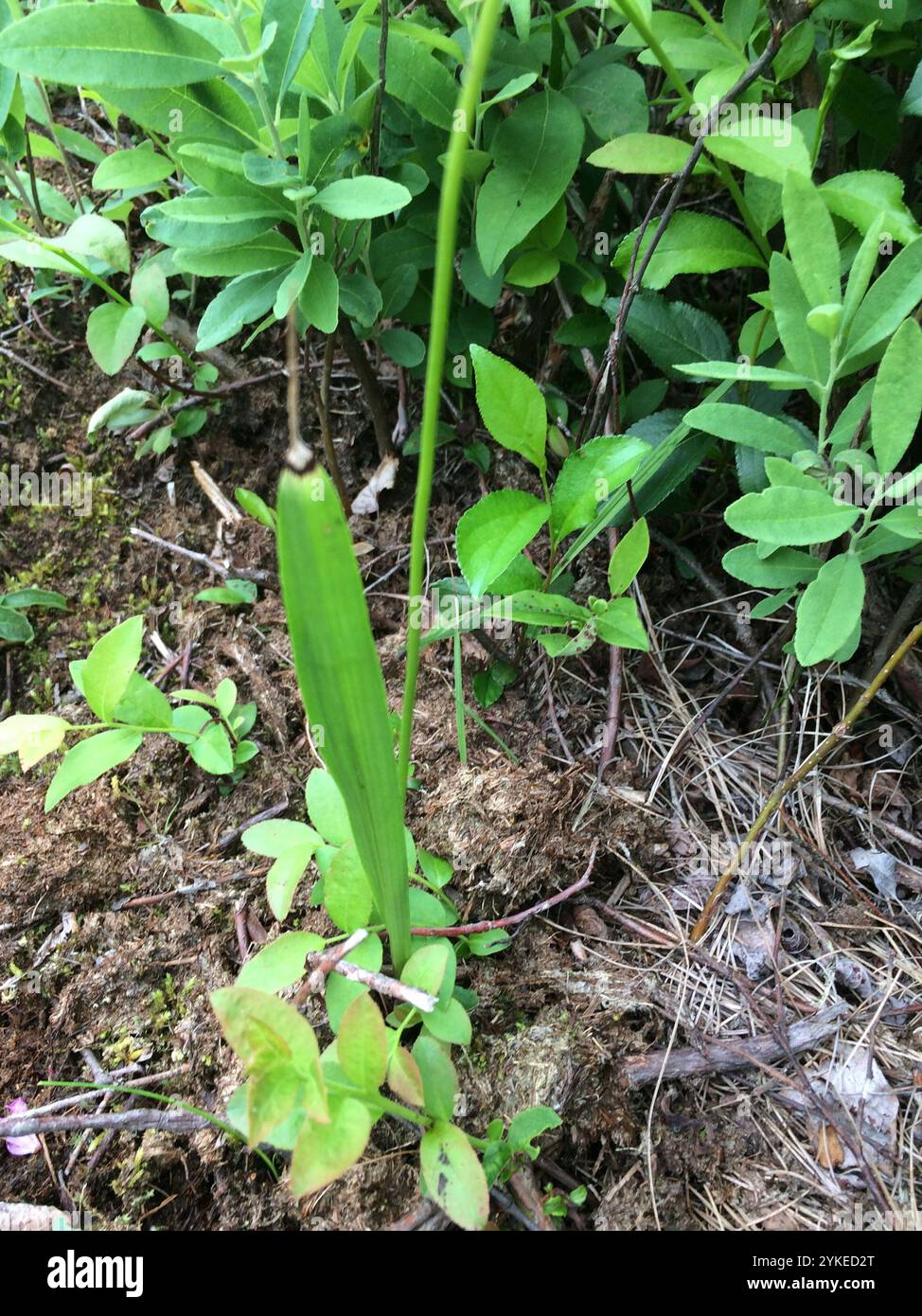 common tuberous grasspink (Calopogon tuberosus tuberosus Stock Photo ...
